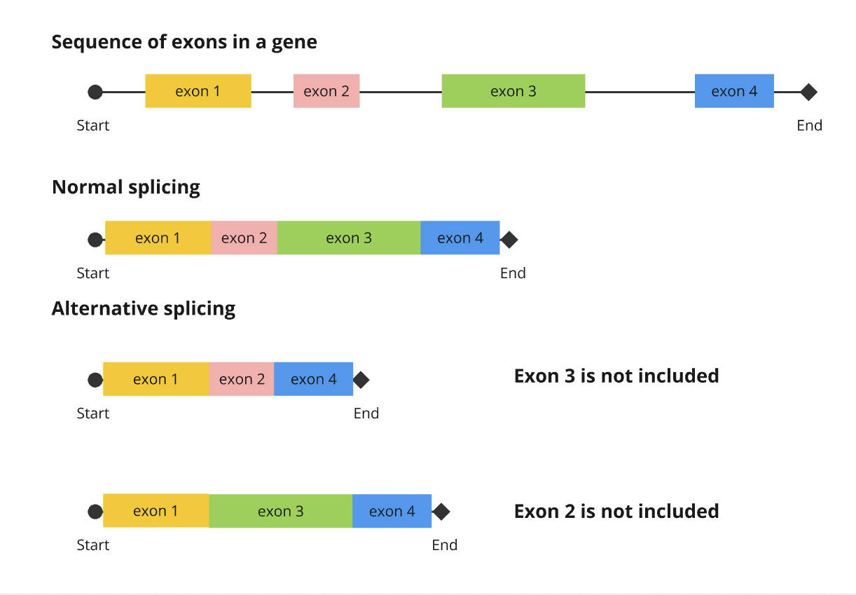 Understanding Splice Variants: Their Impact on Proteins and Health Risks