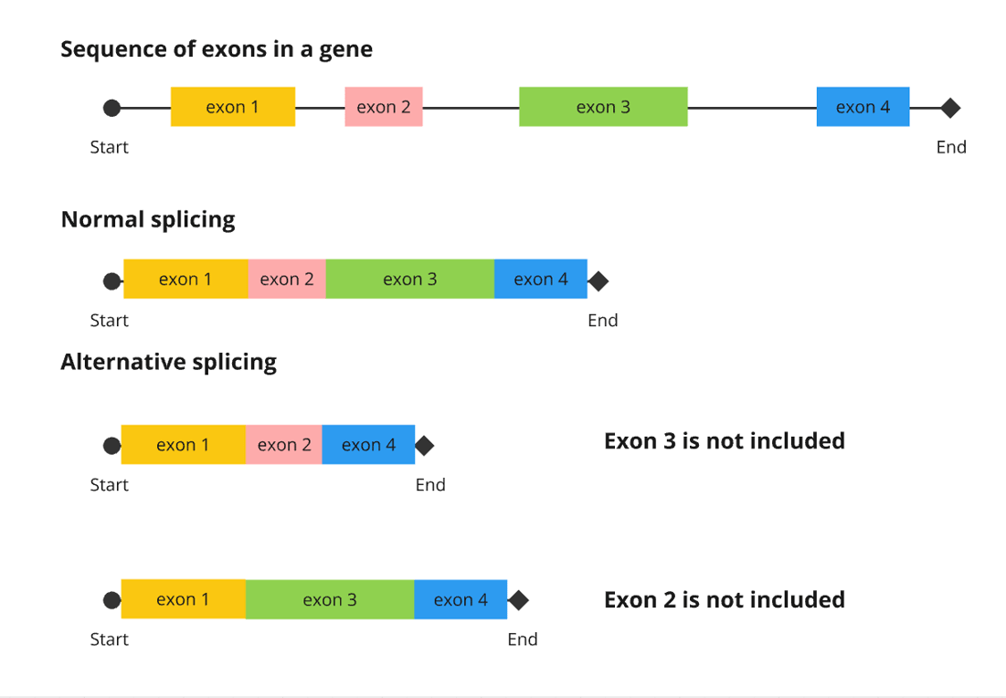 Understanding Splice Variants: Their Impact on Proteins and Health Risks